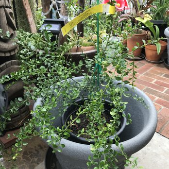 DURLING NURSERY - Updated January 2026 - 10 Reviews - 40401 De Luz Rd ...