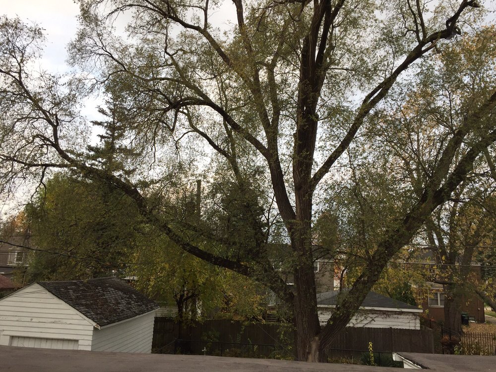 BROOKFIELD TREE SERVICE - Updated October 2025 - 21 Reviews - 8910 W ...