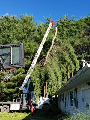 DAVE’S TREE SERVICE - Updated October 2025 - 21 Reviews - 72 Kingston ...