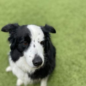 FUZZY FRIENDS RESCUE - Updated February 2025 - 17 Photos & 27 Reviews ...