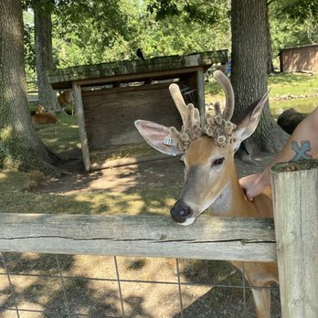 FAWN DOE ROSA - Updated July 2025 - 124 Photos & 42 Reviews - 2131 US ...