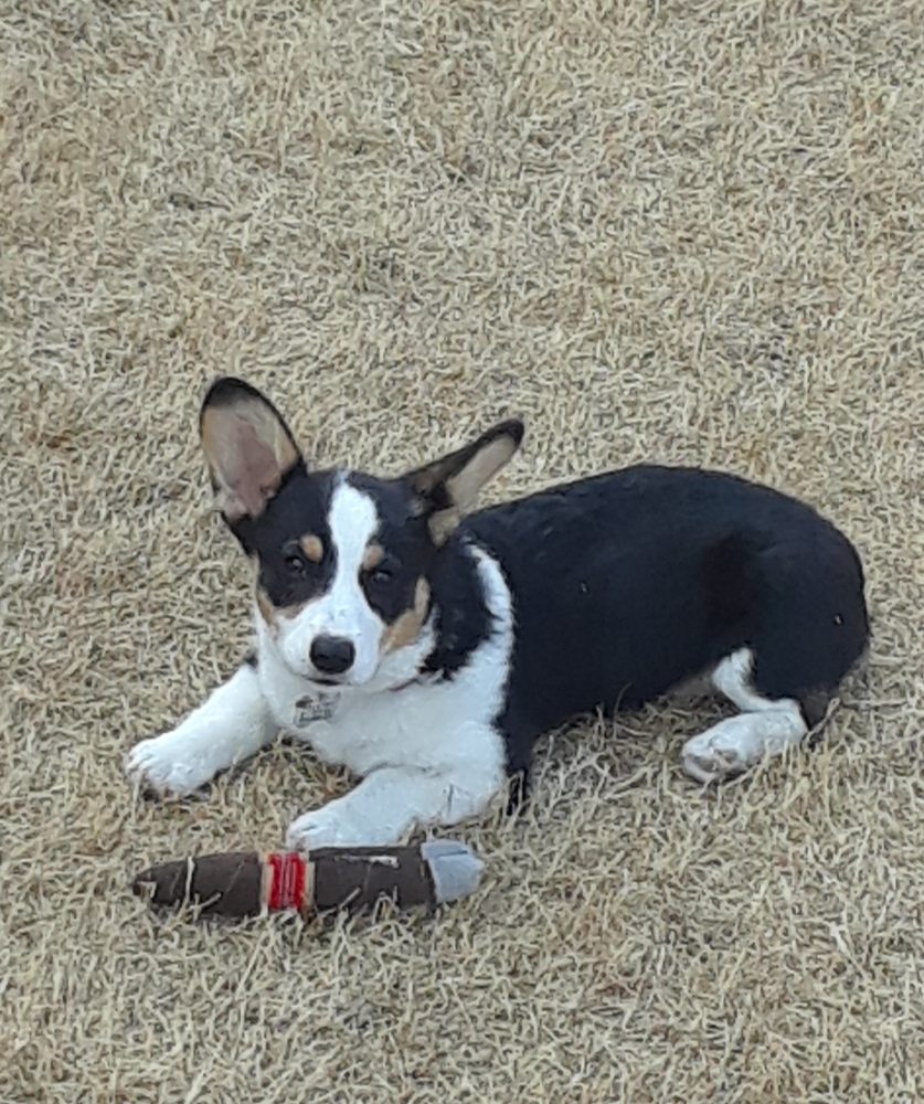 MUTT MANNERS DOG TRAINING - Updated January 2026 - Fort Worth, Texas ...