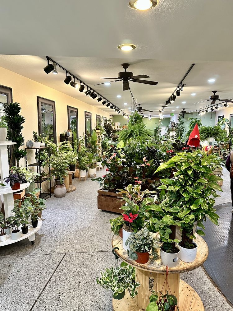 PLANTLUSH - Updated January 2026 - 108 Photos & 75 Verified Reviews ...