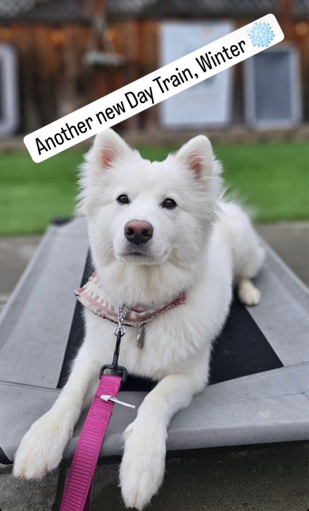 INCLINED CANINE ACADEMY - Updated January 2026 - 48 Photos & 32 Reviews ...