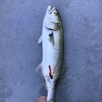 PECONIC STAR FLEET - Updated December 2025 - 22 Photos & 14 Reviews ...