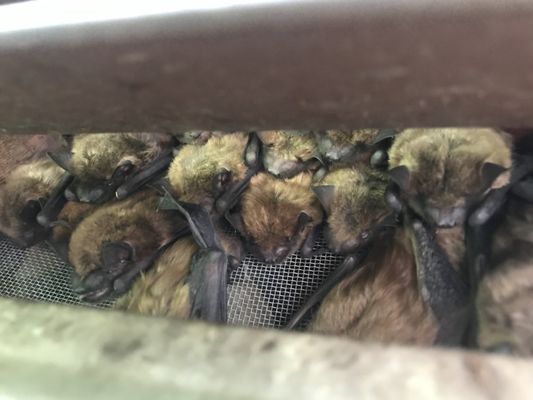 NOCTURNAL NIGHTMARES WILDLIFE CONTROL - Updated November 2025 - 33 ...