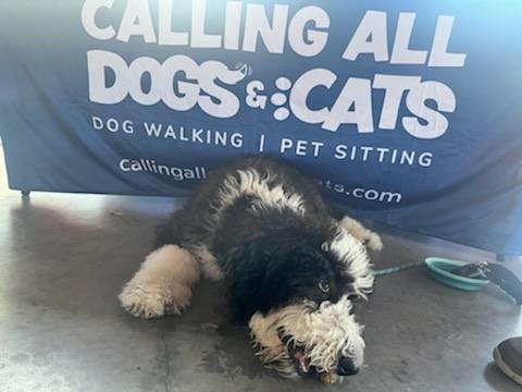 CALLING ALL DOGS AND CATS - Updated December 2025 - Tampa Bay, Florida ...