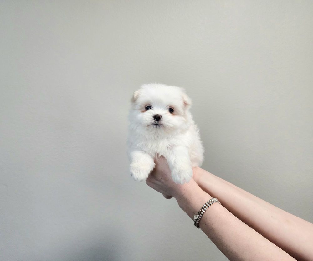 PUPPY TOWN - Updated December 2025 - 67 Photos & 45 Reviews - Lomita ...