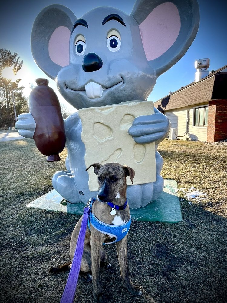 ARENA CHEESE - Updated October 2025 - 17 Photos & 15 Reviews - 300 US ...