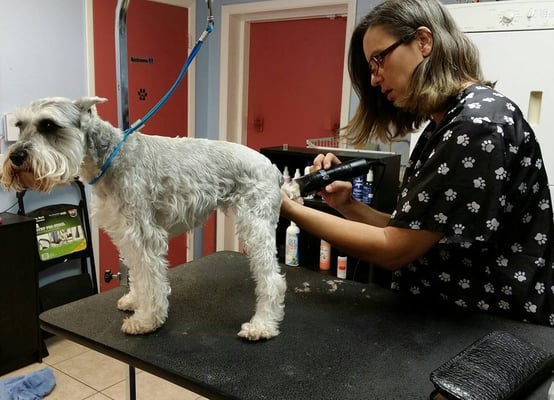 KENNEL CUTS DOG GROOMING AND SPA - 31 Photos & 10 Reviews - Pet Sitting ...