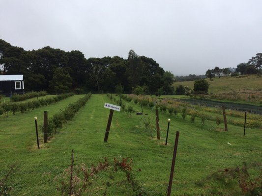 BRUNY ISLAND BERRY FARM - Gift Shops - 550 Adventure Bay Rd, Bruny ...