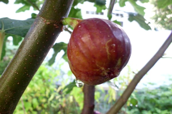 MY ITALIAN FIG TREE - Updated October 2025 - 12 Baldwin St, Milford ...