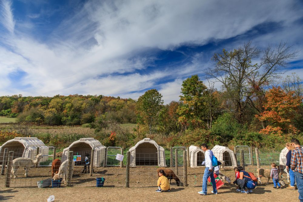 APPLE RIDGE ORCHARDS - 182 Photos & 68 Reviews - Pick Your Own Farms ...