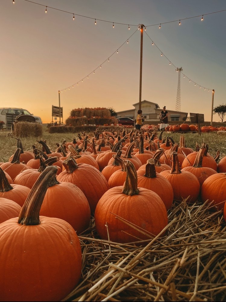 HOPE FALL DAYS PUMPKIN PATCH - Updated October 2025 - 33 Photos - 18961 ...