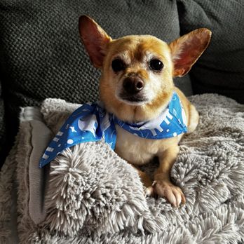 VIP DOG GROOMING - Updated August 2024 - 895 Photos & 663 Reviews ...