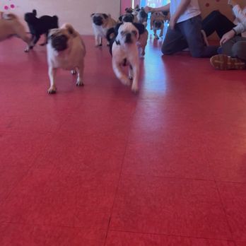 CUPPA PUG - Updated May 2025 - 156 Photos & 56 Reviews - 607 W 9th Ave ...