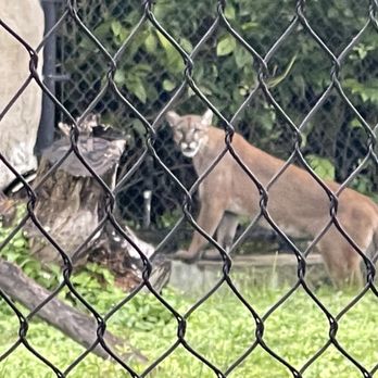 ZOO MIAMI - 3406 Photos & 950 Reviews - 12400 SW 152nd St, Miami ...