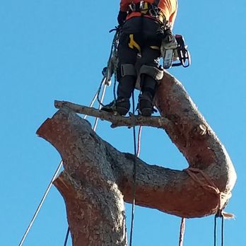 MASTER TREE SERVICES - 188 Photos & 180 Reviews - Escondido, California ...