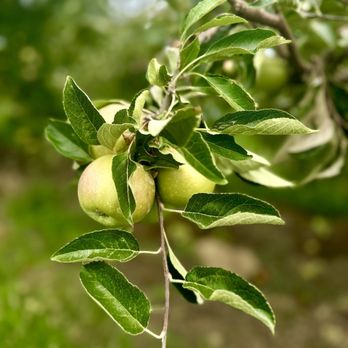 SIMMONS FARM - Updated December 2025 - 144 Photos & 59 Reviews - 170 ...