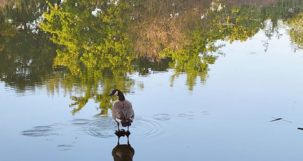 JACK E HILL PARK - Updated January 2026 - 31 Photos - 9380 Porta Rosa Dr, Elk Grove, California ...