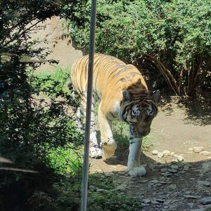 ERIE ZOO - 178 Photos & 59 Reviews - 423 W 38th St, Erie, Pennsylvania ...