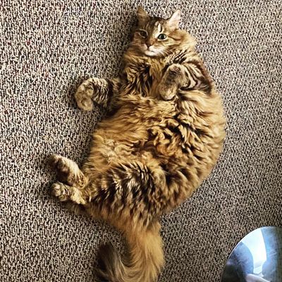 RADIOCAT - Updated October 2025 - 53 Reviews - 251 N Amphlett Blvd, San ...