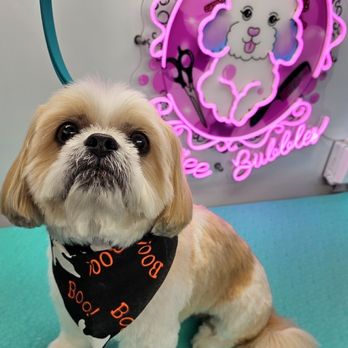 BOUJEE BUBBLES DOG GROOMING - Updated December 2025 - 45 Photos & 22 Reviews - Lake Forest ...