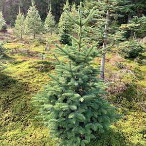 HEMSTROM VALLEY TREE FARM CHRISTMAS TREES - 21 Photos - 4329 Robe ...