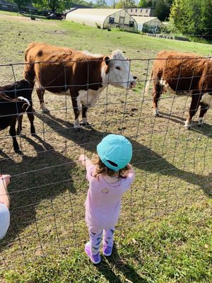 CHASE FARM - Updated May 2025 - 67 Photos & 57 Reviews - 667 Great Rd ...