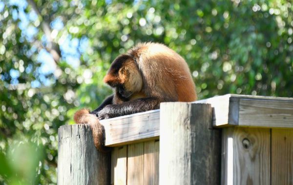 NAPLES ZOO - 911 Photos & 285 Reviews - 1590 Goodlette Rd N, Naples ...