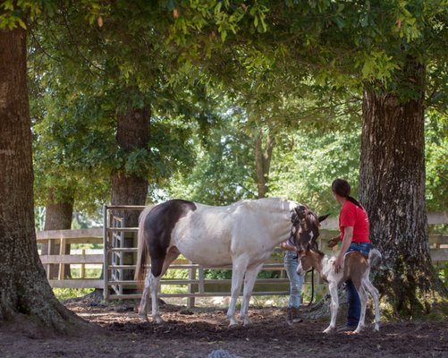ANGELS GROVE RANCH - Updated August 2025 - 81270 Katie Ln, Bush ...