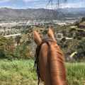 LOS ANGELES EQUESTRIAN CENTER - 121 Photos & 74 Reviews - 480 W ...