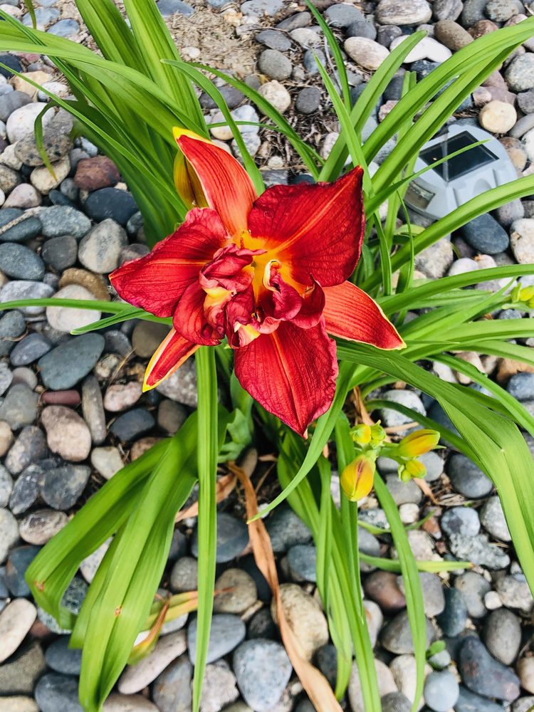 OAKES DAYLILIES - Updated October 2025 - 8153 Monday Rd, Corryton ...
