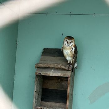 CALIFORNIA RAPTOR CENTER - Updated January 2026 - 58 Photos & 23 ...