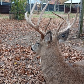 WISCONSIN DEER PARK - Updated May 2025 - 242 Photos & 130 Reviews - 583 ...