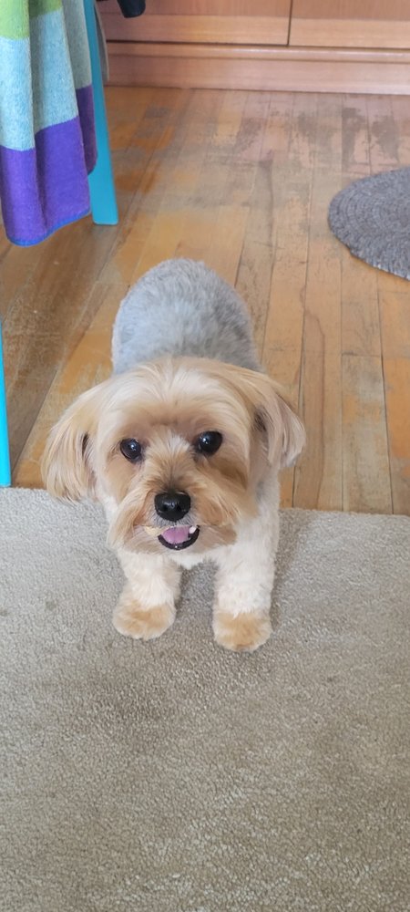 M-G GROOMING - Updated December 2025 - Request an Appointment ...