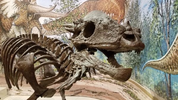 BURPEE MUSEUM OF NATURAL HISTORY - 47 Photos & 22 Reviews - 737 N Main ...