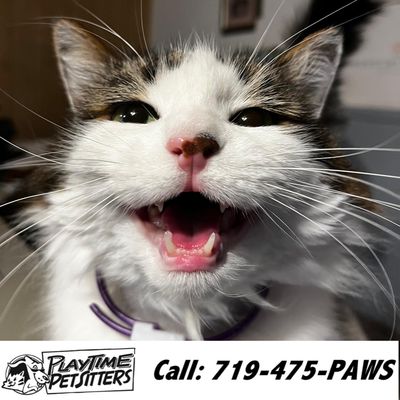 PLAYTIME PET SITTERS & DOG WALKERS OF COLORADO SPRINGS - Updated March ...