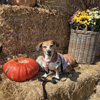 MICHAEL BUTCHKO, DVM - Updated July 2025 - 213 Photos & 537 Reviews ...