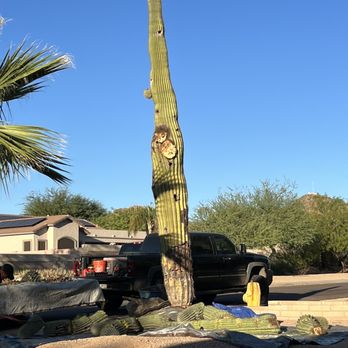 AZ CACTUS EXPERTS - Updated February 2025 - 67 Photos & 43 Reviews ...