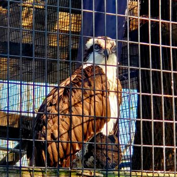 PEACE RIVER WILDLIFE CENTER - Updated December 2025 - 85 Photos & 41 ...