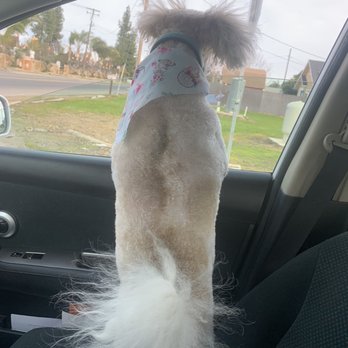 PIN UP PETS GROOMING - Updated October 2025 - 105 Photos & 24 Reviews ...