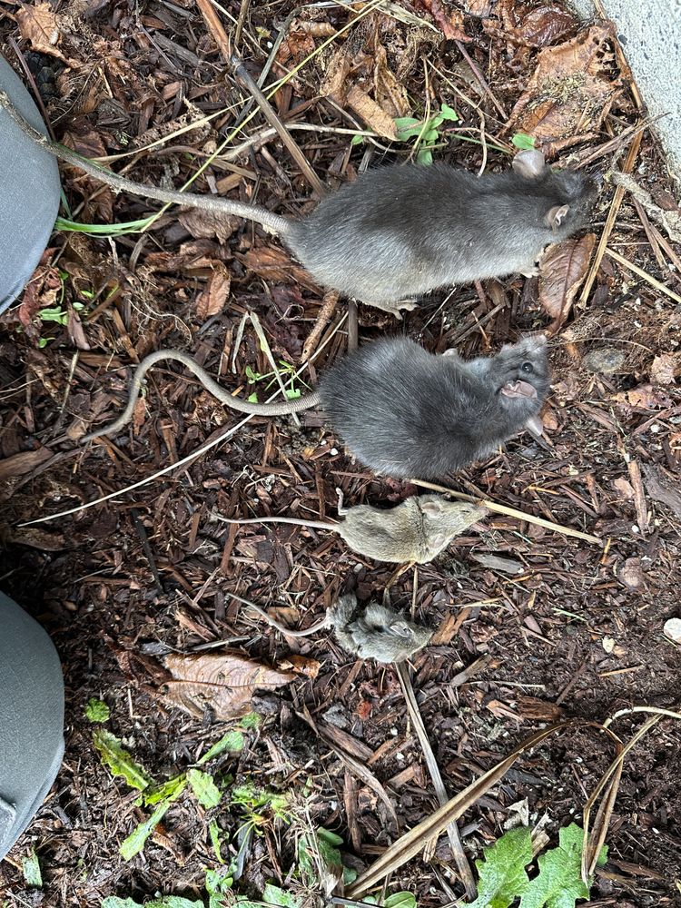 FAMILY PEST CONTROL - Updated October 2025 - North Bend, Oregon - Pest ...