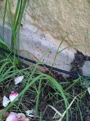 MAGIC PEST AND LAWN - 41 Photos & 556 Reviews - 432 Celery Lp, Austin ...