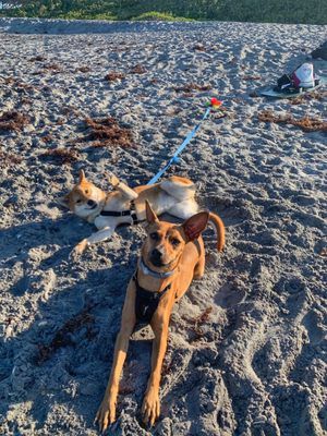 JUPITER DOG BEACH - Updated October 2024 - 24 Photos & 13 Reviews ...