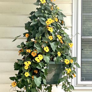 MENARDS - Updated September 2025 - 24 Reviews - 3340 Vandiver Dr ...