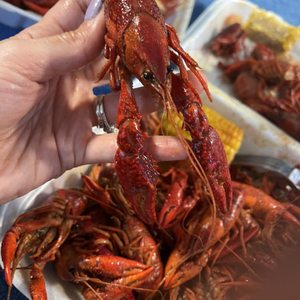 DEWY DEW BUGZ - 11 Photos - 9419 Central Ave, D'Iberville, Mississippi ...