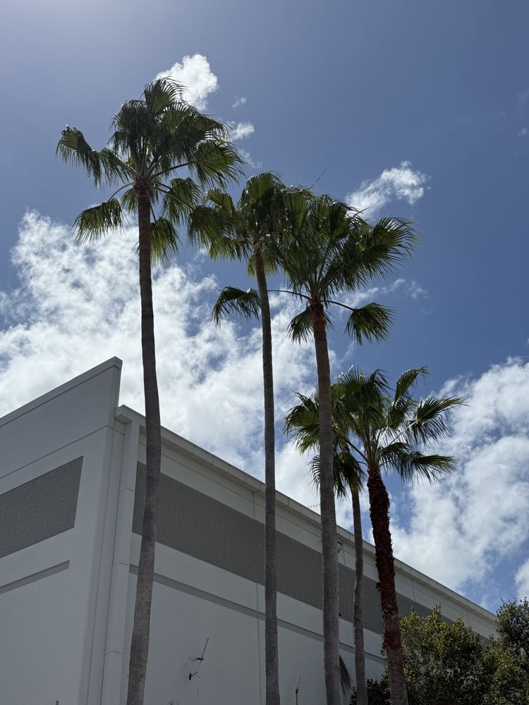 TREE SERVICE OF SOUTH FLORIDA - Updated August 2025 - 10 Photos - 1861 ...