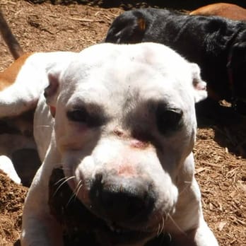 DOGS-A-JAMMIN - Updated December 2025 - 48 Reviews - 16725 232nd Ave NE ...