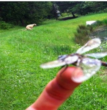 SEATTLE POOPBUSTERS - Updated August 2024 - Seattle, Washington - Pet ...